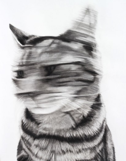 Adaptation - Virginia Fifield