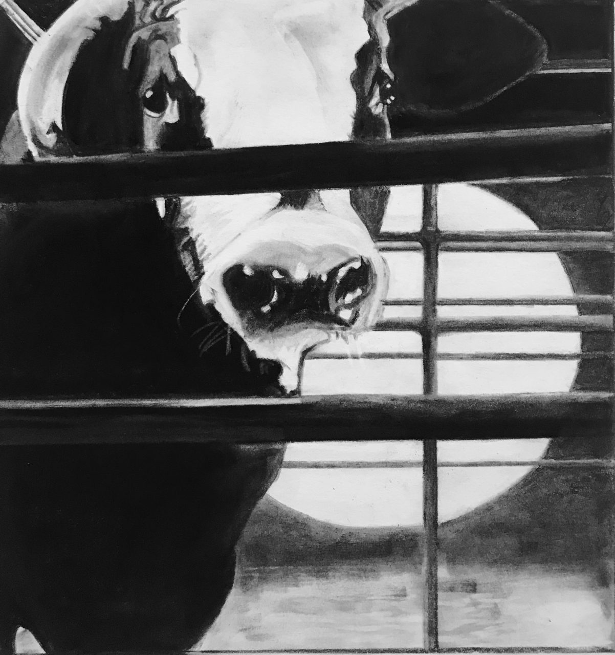 Shows & News - Virginia Fifield