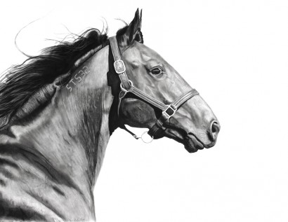 ST532 - Virginia Fifield