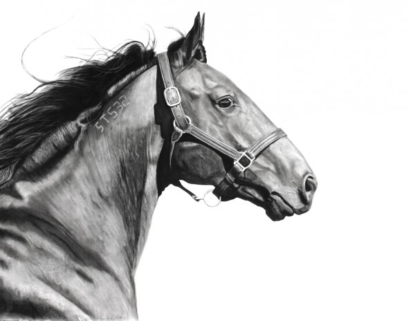 ST532 - Virginia Fifield